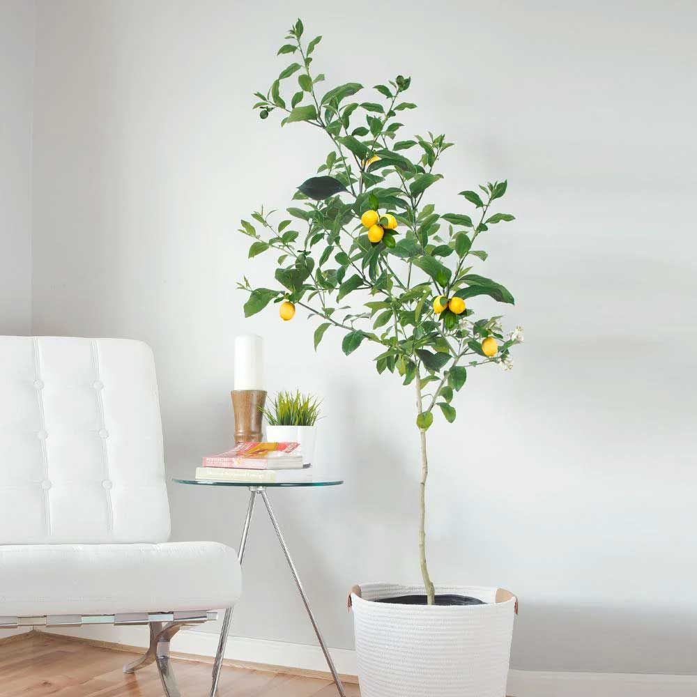 Indoor fruit trees - 9 varieties that yield tasty crops | Livingetc