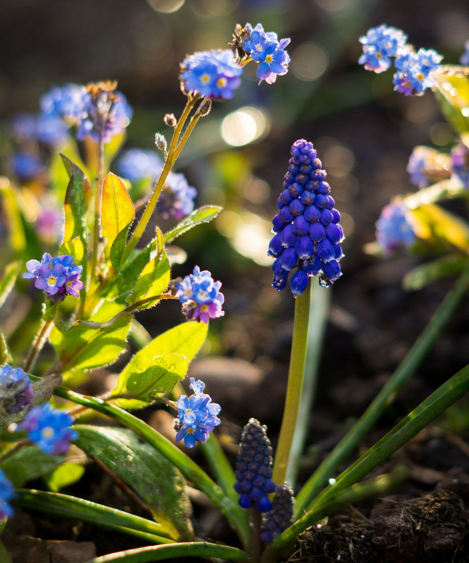 All about Princess Diana's favorite flower: forget-me-nots | Homes and ...