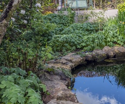 What is a rain garden? Expert ideas for a waterlogged yard | Homes and ...