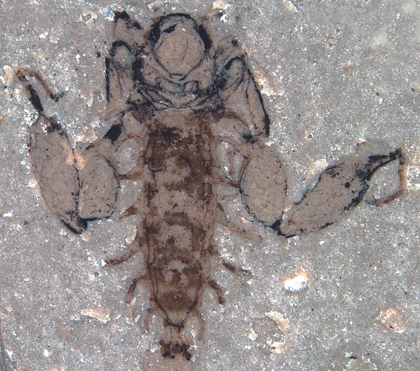 Jurassic Insects Wrongly Accused of Sucking Dino Blood | Live Science