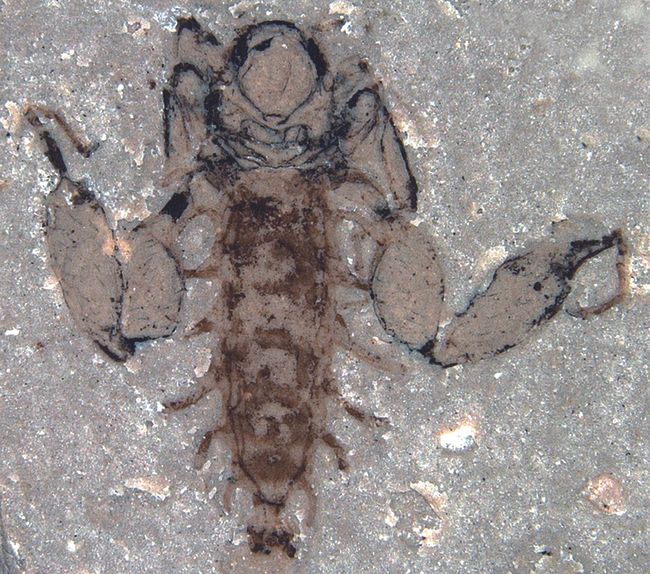 Images Fossil Fly Sex Jurassic Insects Live Science