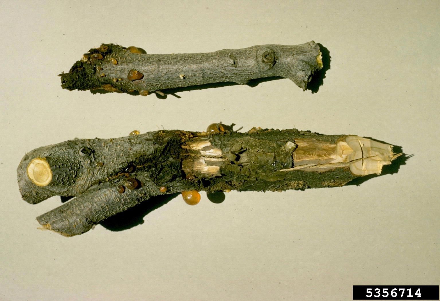 Peach Canker Treatment – How To Manage Leucostoma Canker Of Peach Trees ...