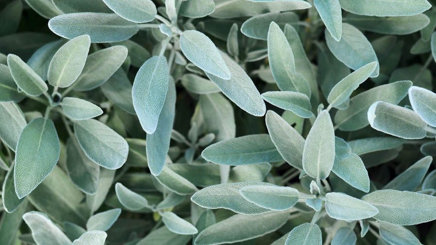 7 plants that will keep mice and rats from invading your home | Tom's Guide