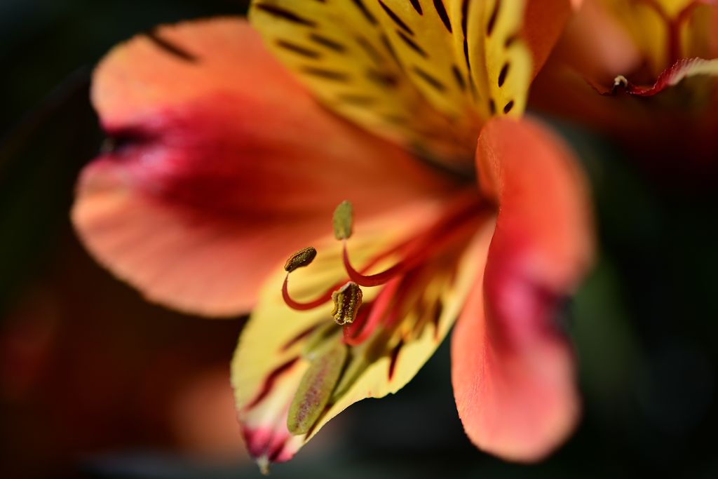 Learn how to master manual focus | TechRadar