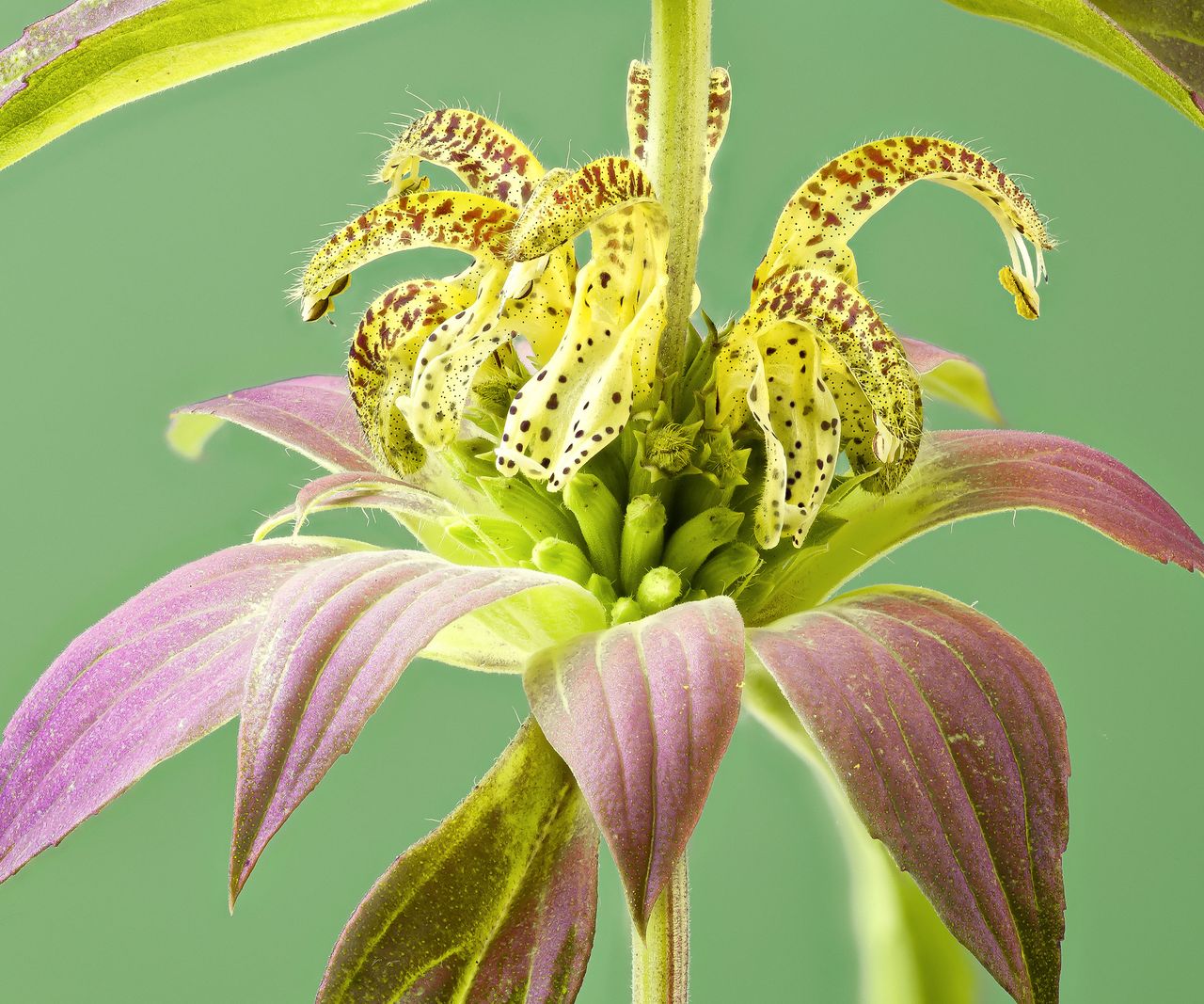 Grow Horsemint: Cultivate Pollinator-Friendly Spotted Bee Balm ...