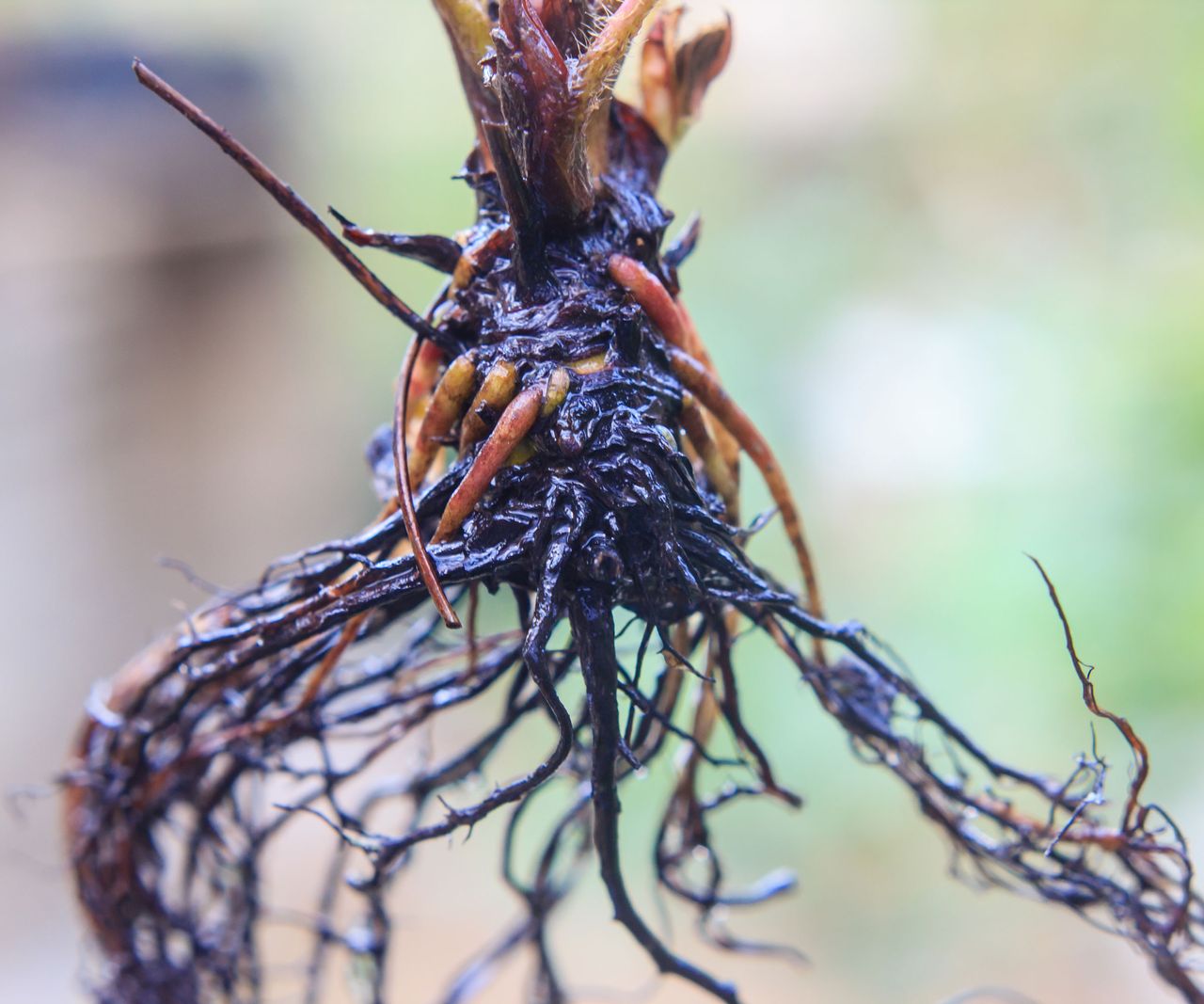 Keep Strawberries Safe: Tackle These Strawberry Diseases | Gardening ...