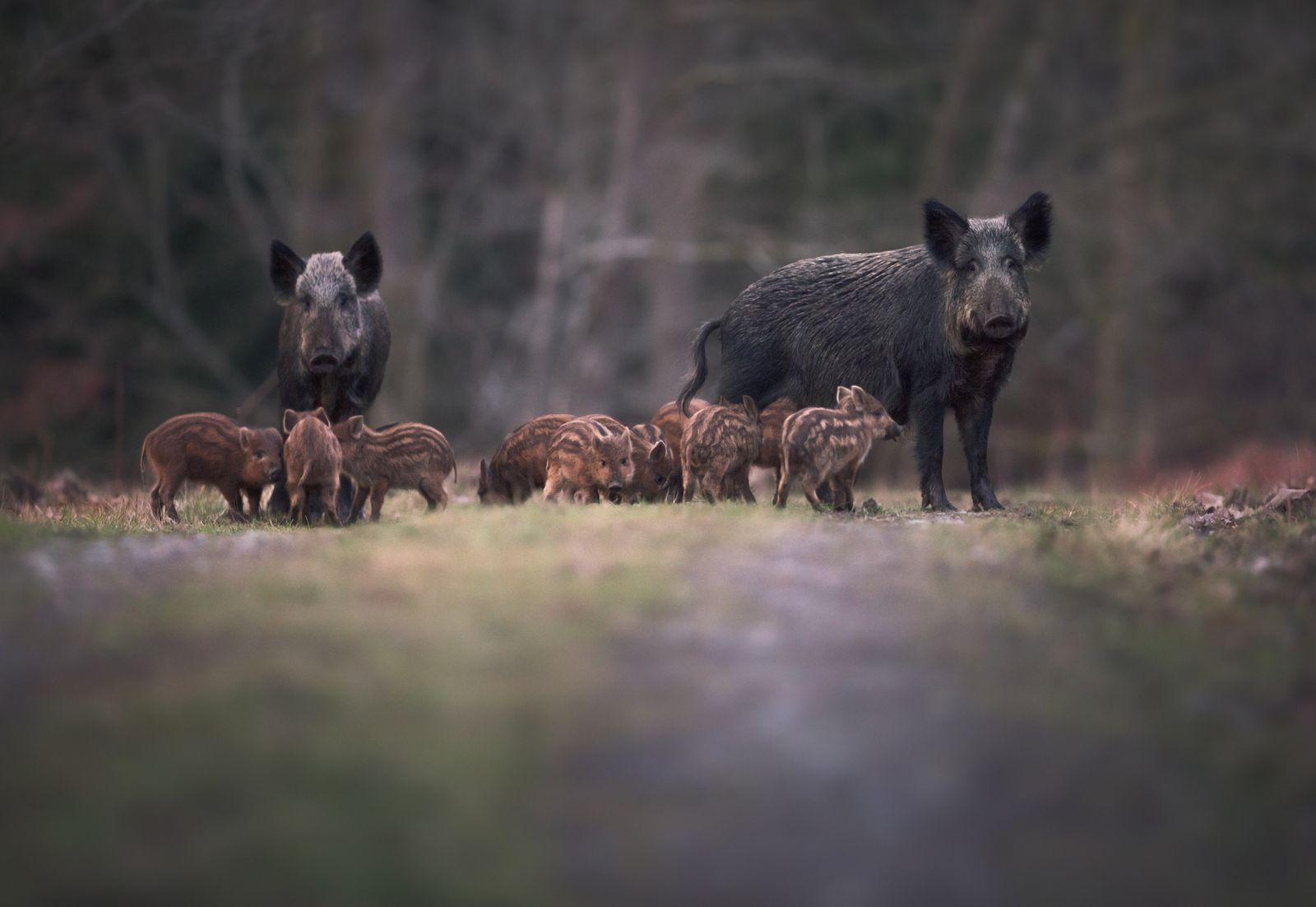 From oinking fugitives to ecological engineers: How wild boars have re ...