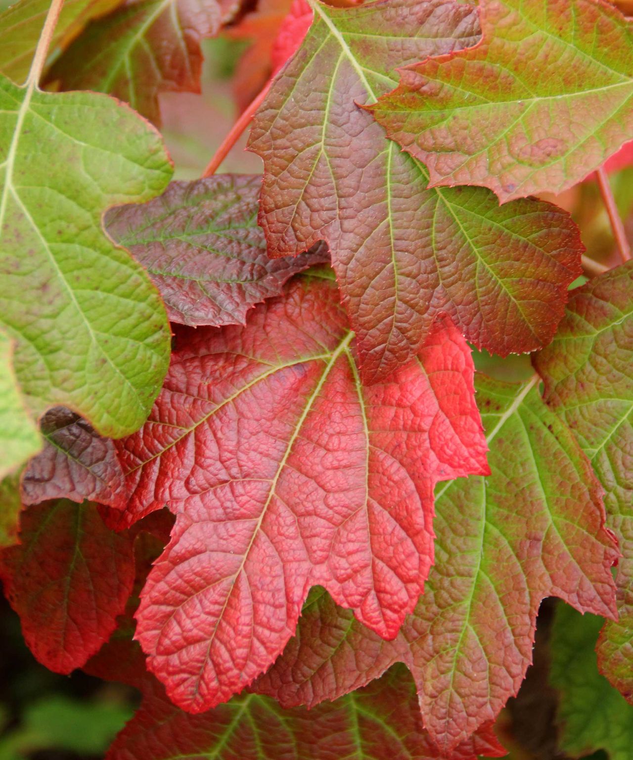 When to prune an oakleaf hydrangea - expert tips to trim | Homes and ...
