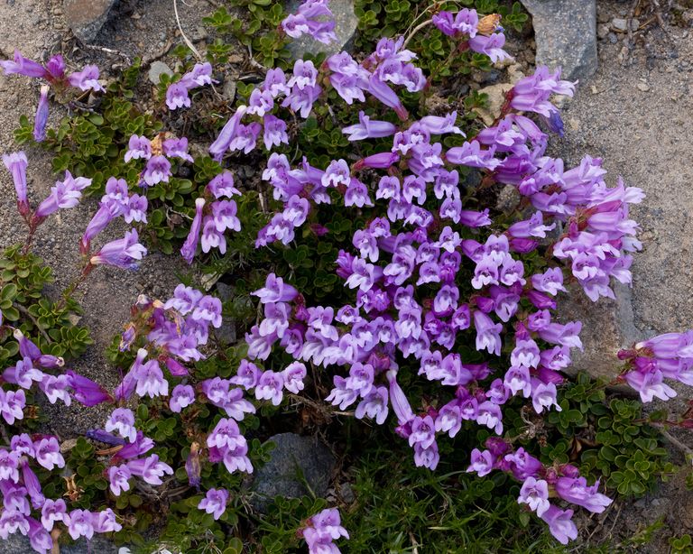 16 beautiful penstemon varieties for your planting scheme | Gardeningetc