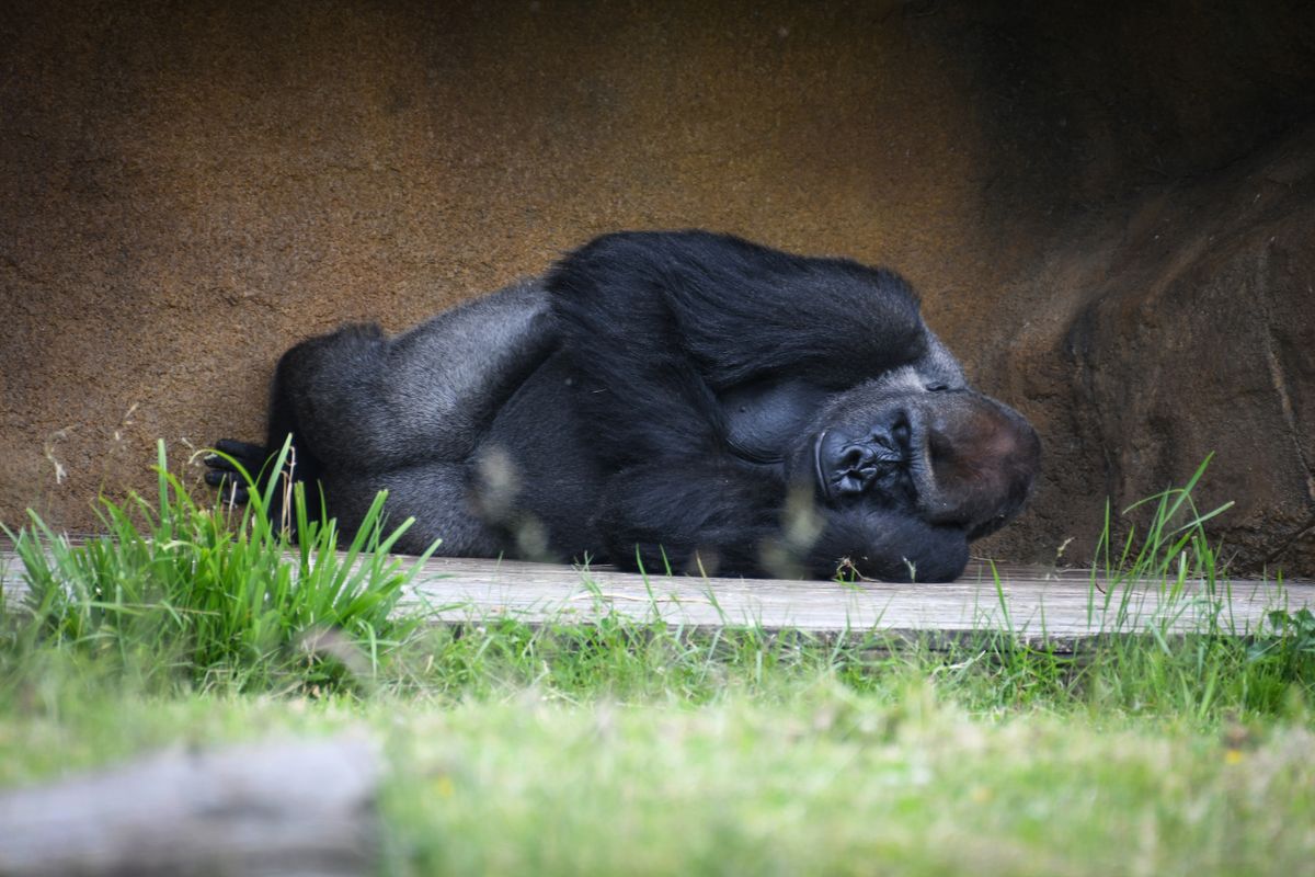 Sony Cyber-shot RX10 IV review | Live Science