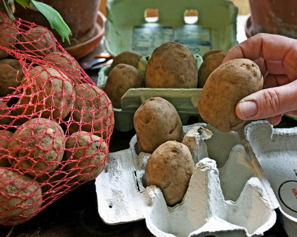 Do you need to chit potatoes? Experts offer their advice | Gardeningetc