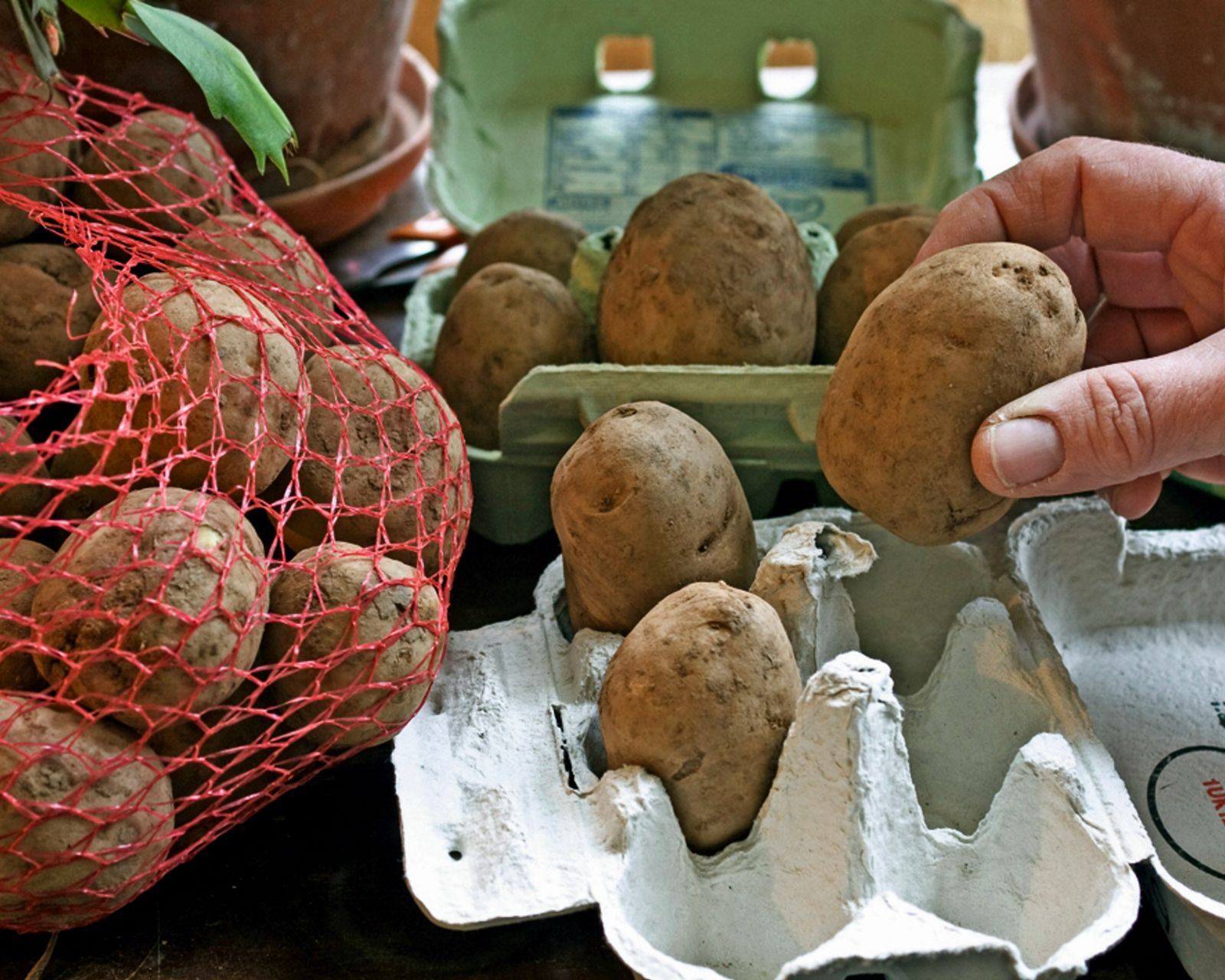 Do you need to chit potatoes? Experts offer their advice | Gardeningetc