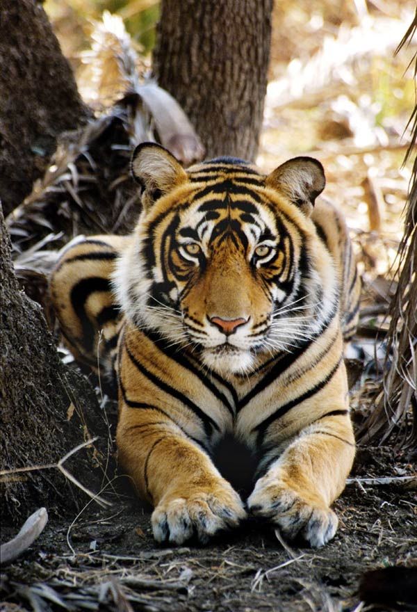 Tiger Summit: What Will It Take to Save Iconic Cat? | Live Science