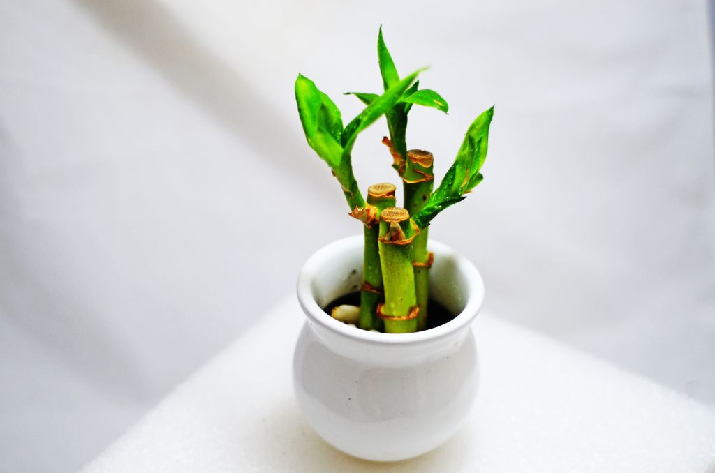 How to Trim a Bamboo Plant — An Expert's Guide | Livingetc