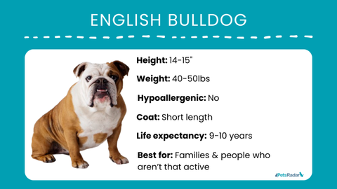 English Bulldog breed: Temperament, care and health | PetsRadar
