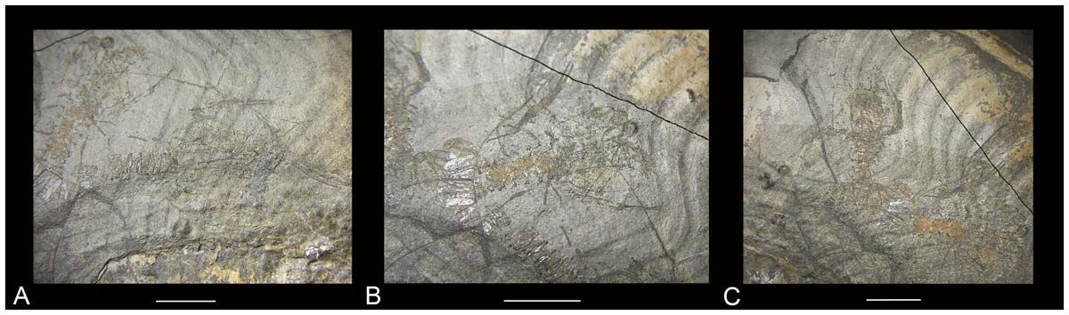 Fossil of Cuddling Tiny Lobsters Discovered | Live Science