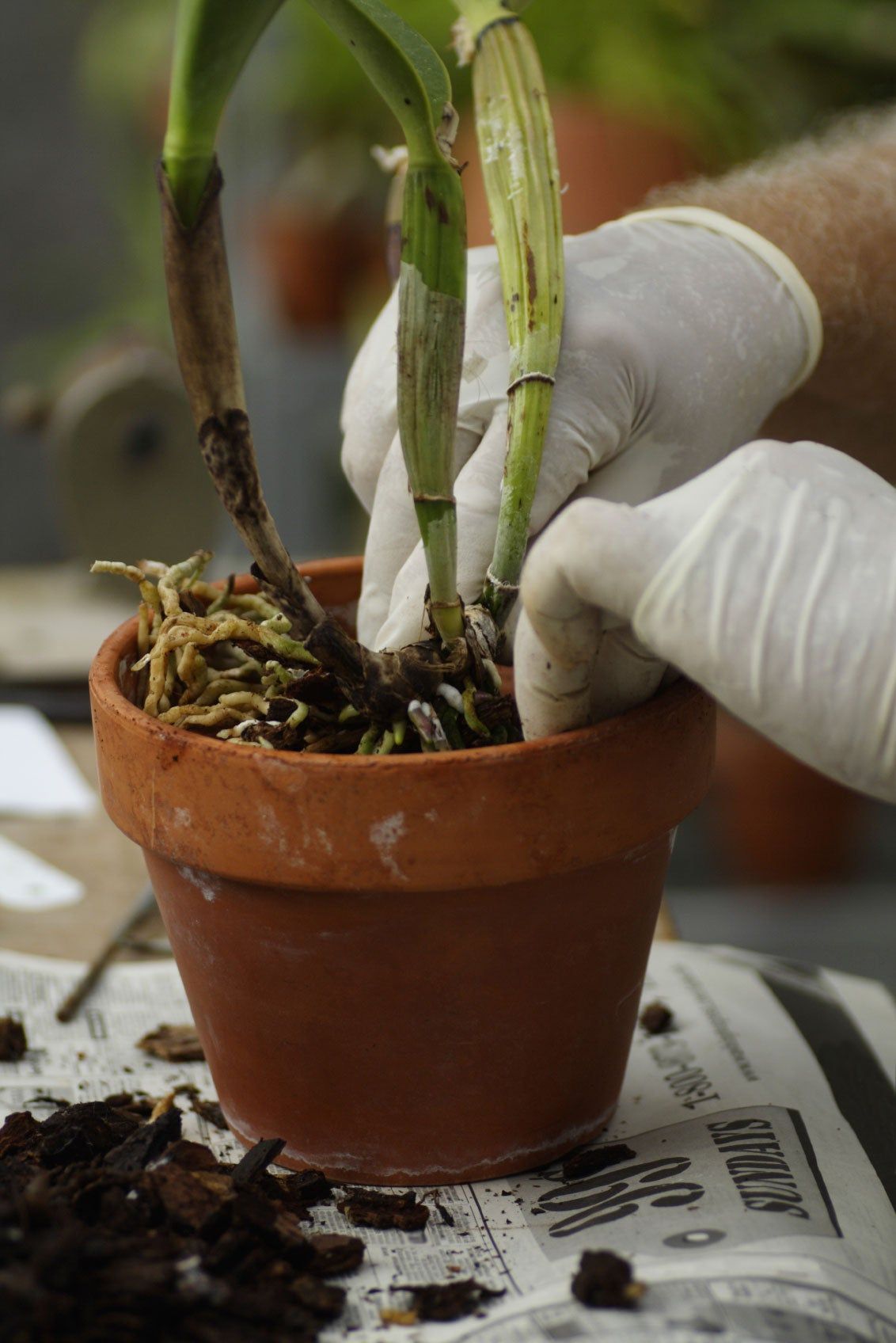 Repotting Orchid Plants - How And When To Repot Orchids | Gardening ...