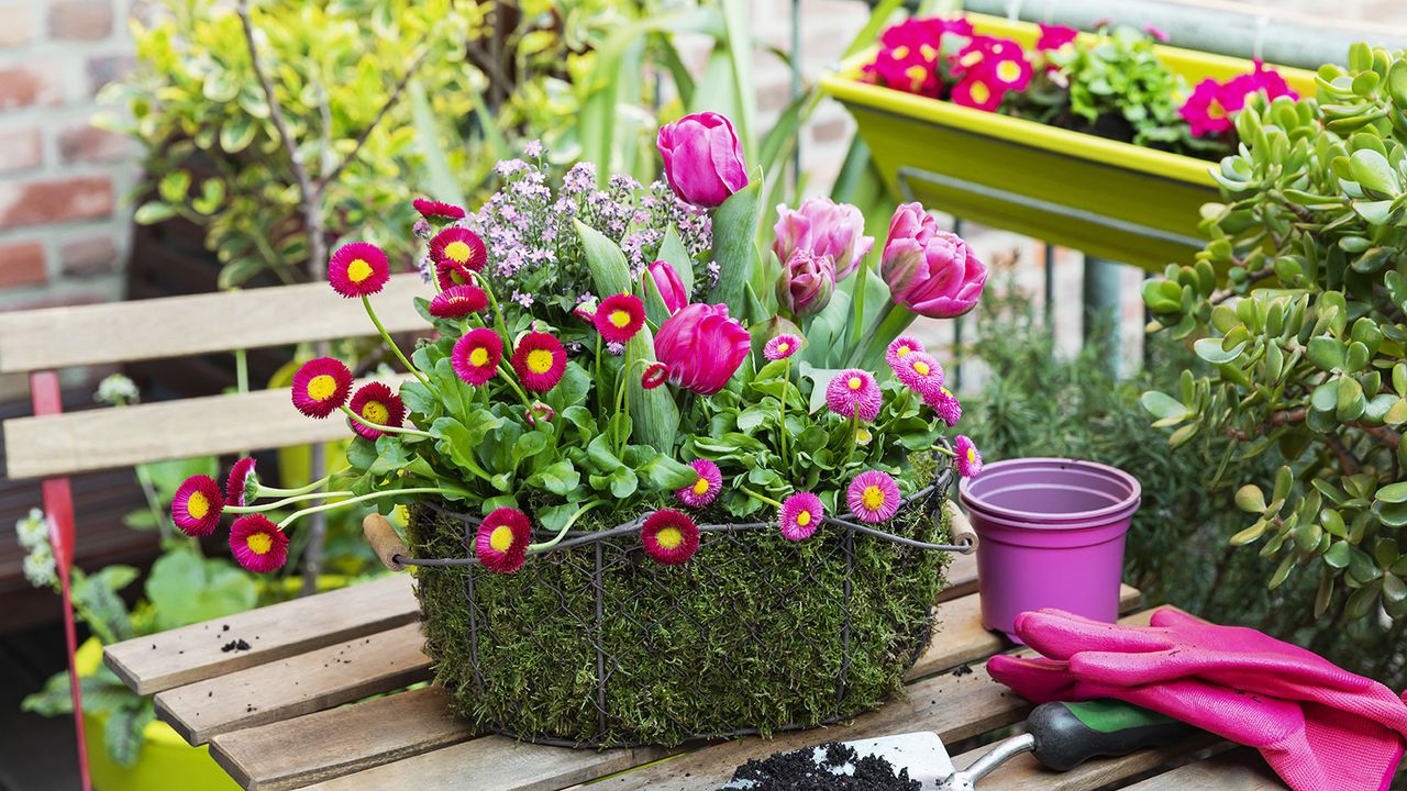 6 Flowers to Plant Over Bulbs in Pots for Lasting Displays | Gardening ...