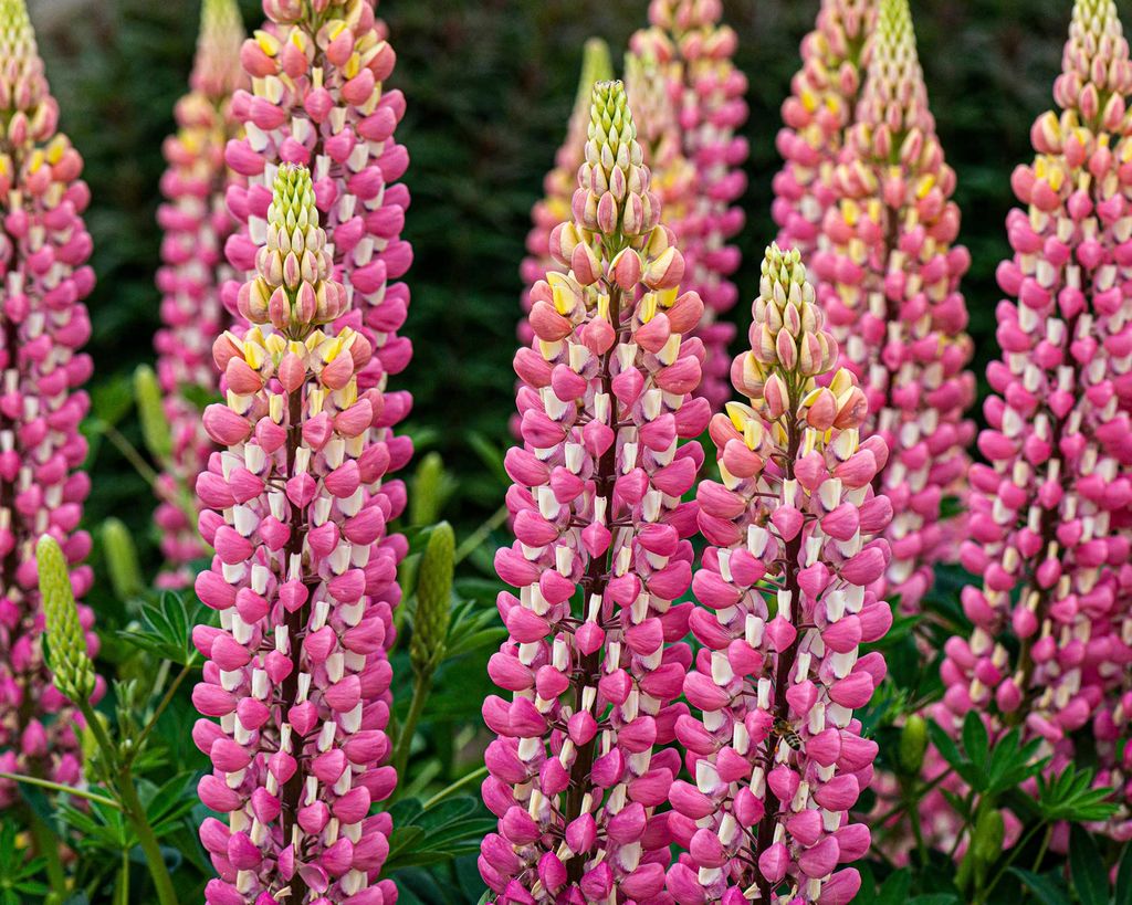 Lupins care guide: growing advice for these summer blooms | Gardeningetc