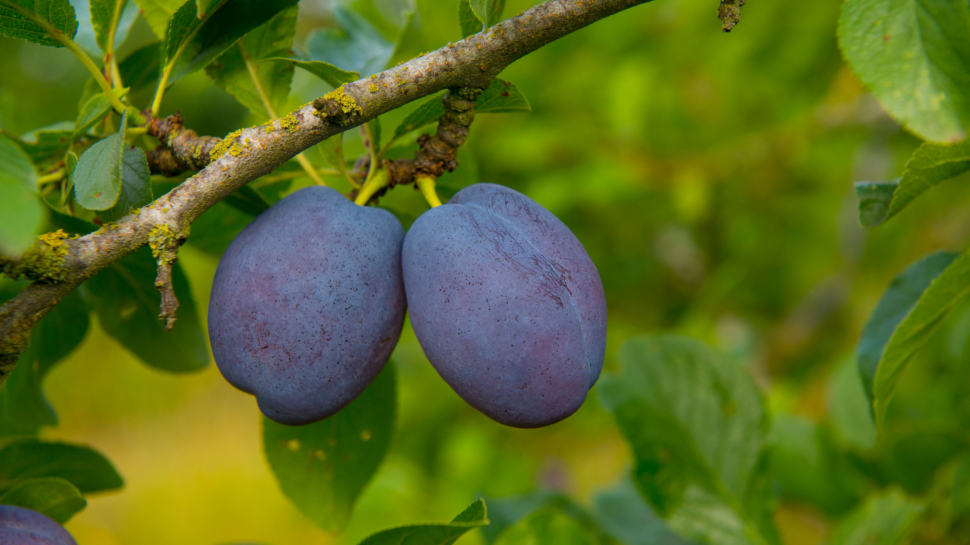 When to prune plum trees - experts reveal the perfect time | Ideal Home