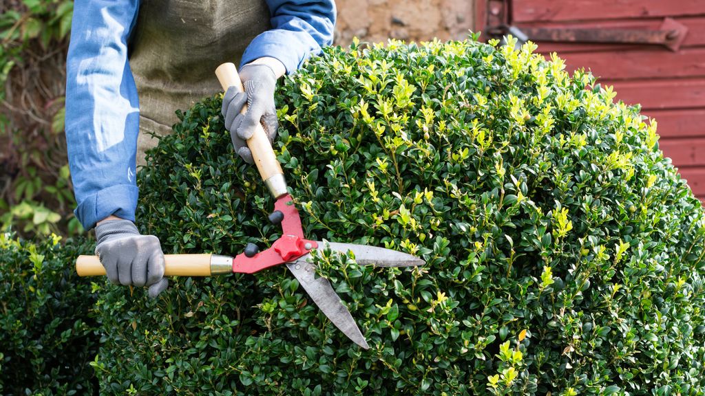 How & When to Trim Boxwoods for Lush, Shapely Shrubs | Gardening Know How