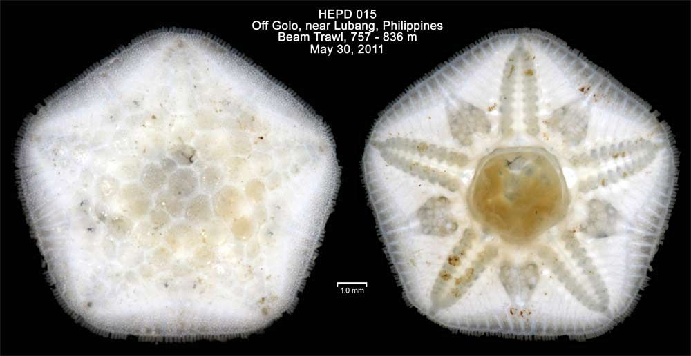 Image Gallery: Colorful Creatures of the Philippines | Live Science