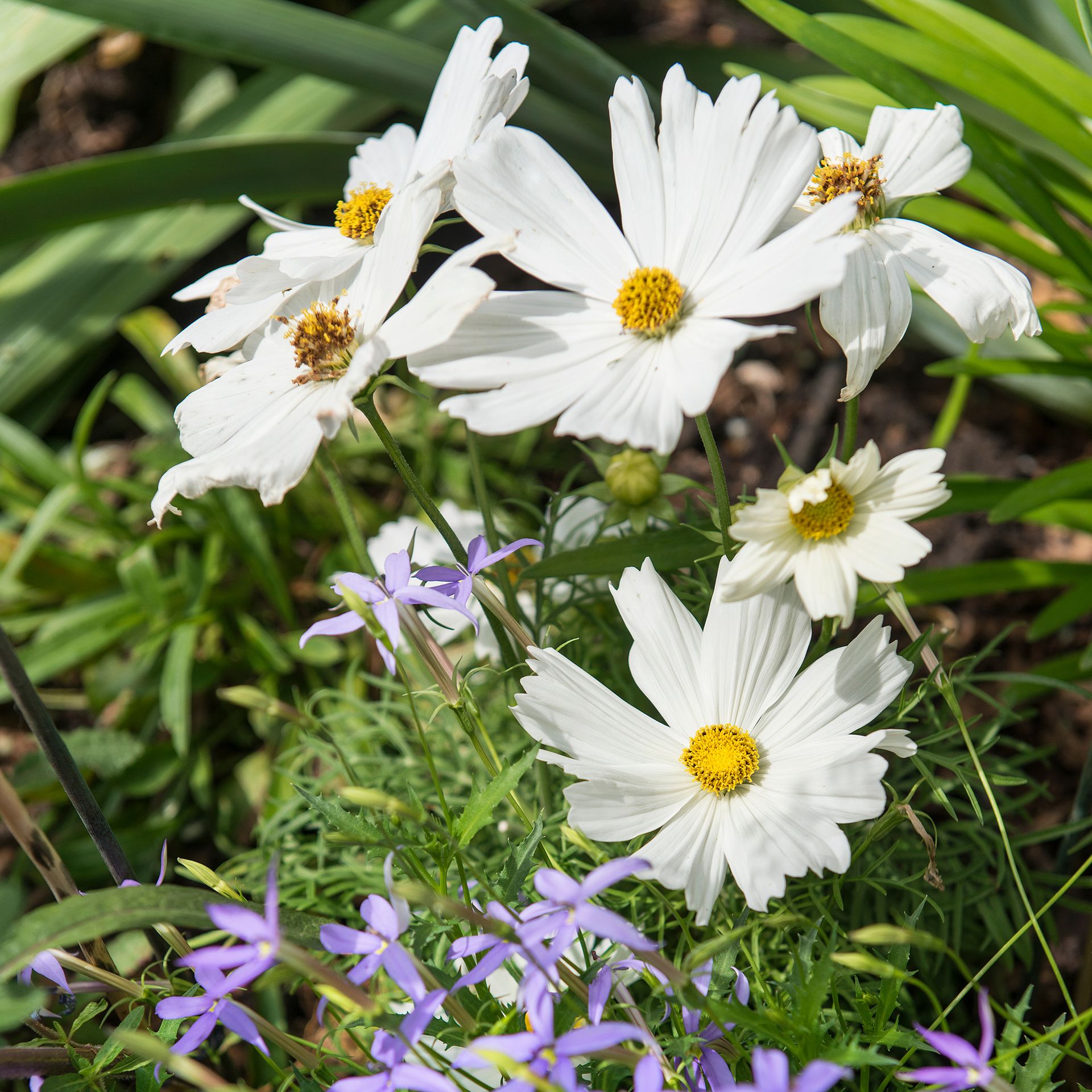 The best flowering plants to grow in August for late blooms | Ideal Home