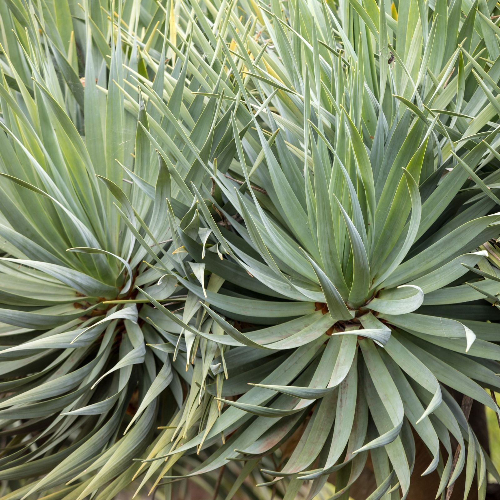 How to grow yucca plants for a drought-tolerant garden | Ideal Home