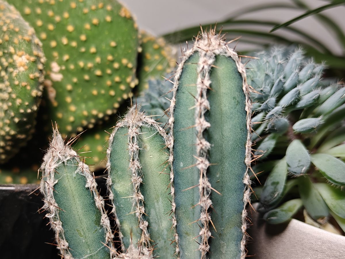 OnePlus 13R review | TechRadar