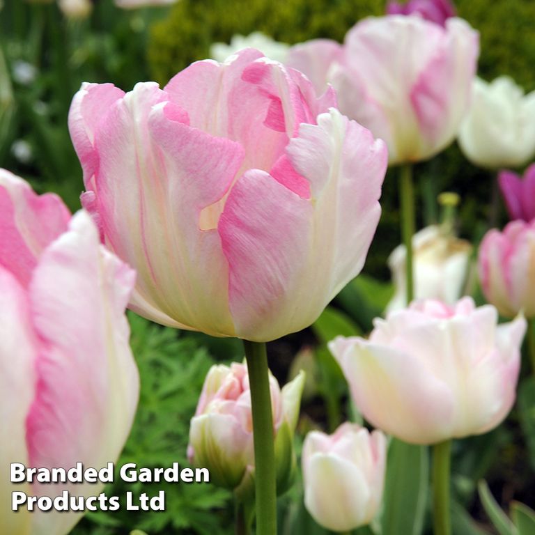 When to plant tulip bulbs for bright spring blooms | Ideal Home