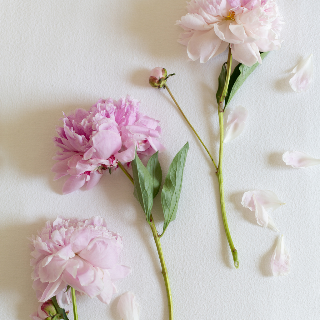 How to grow peonies in pots and containers | Ideal Home