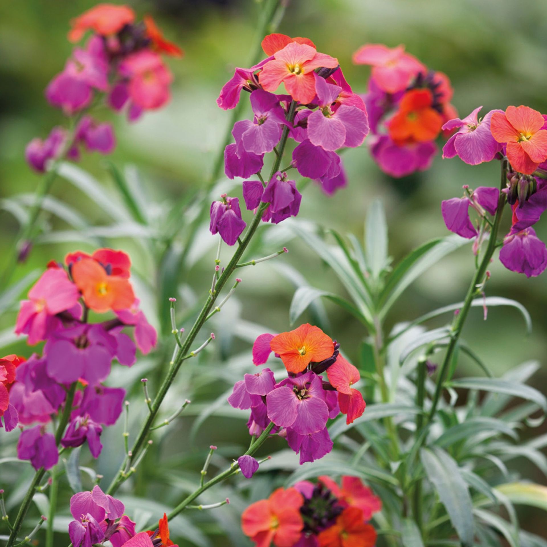The best wallflowers to plant now, according to experts | Ideal Home