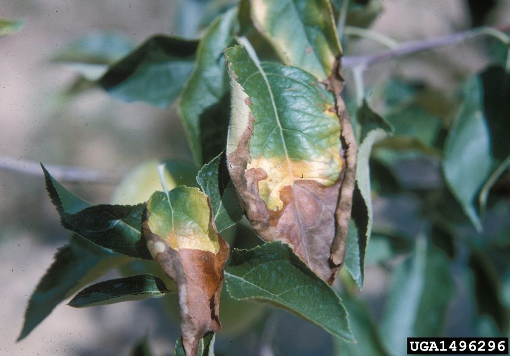 Effects Of Boron Toxicity To Plants - Common Signs Of Boron Toxicity In ...