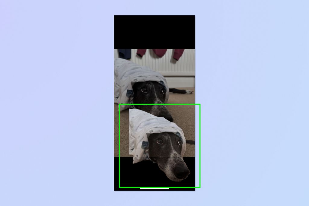 7 best ways to use your iPhone's awesome Visual Look Up feature | Tom's ...