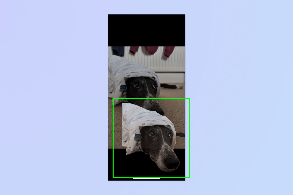 7 best ways to use your iPhone's awesome Visual Look Up feature | Tom's ...