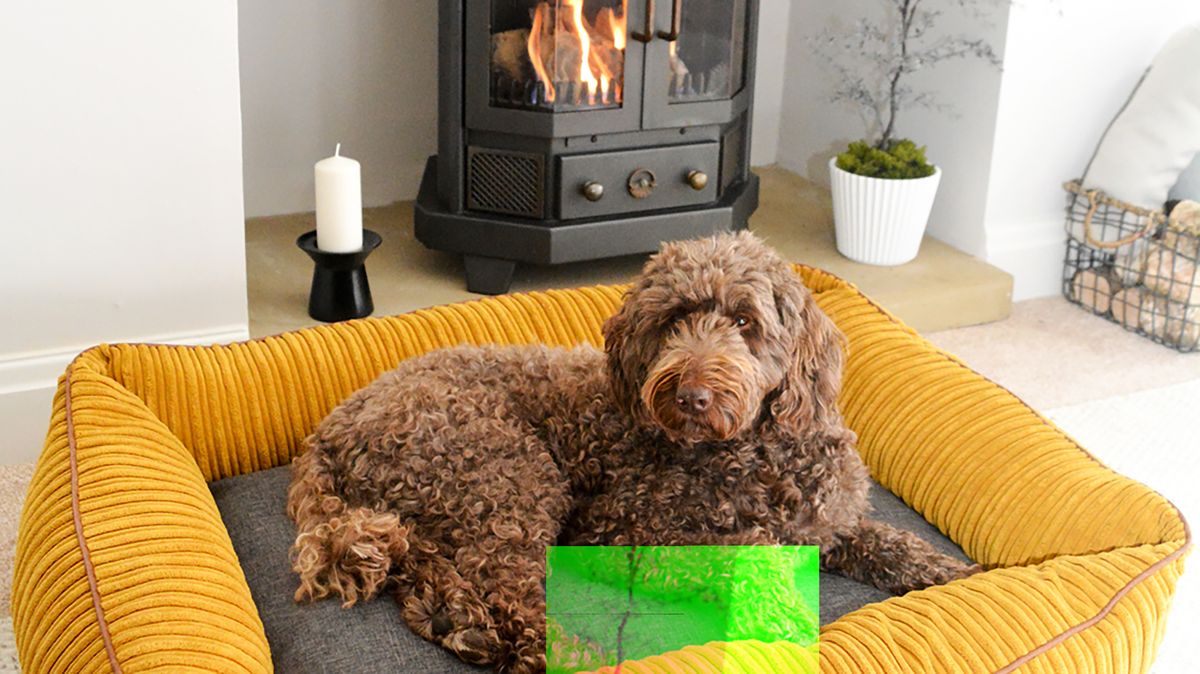 How to design a pet friendly home that humans will love too | Homebuilding