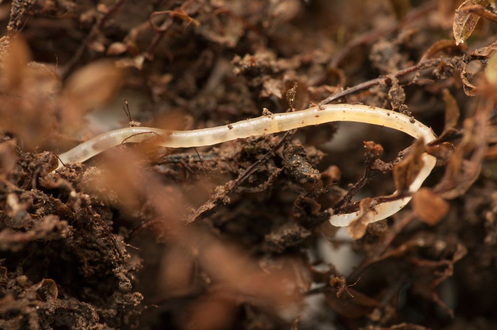 What Are Pot Worms: What To Do For White Worms In Compost | Gardening ...
