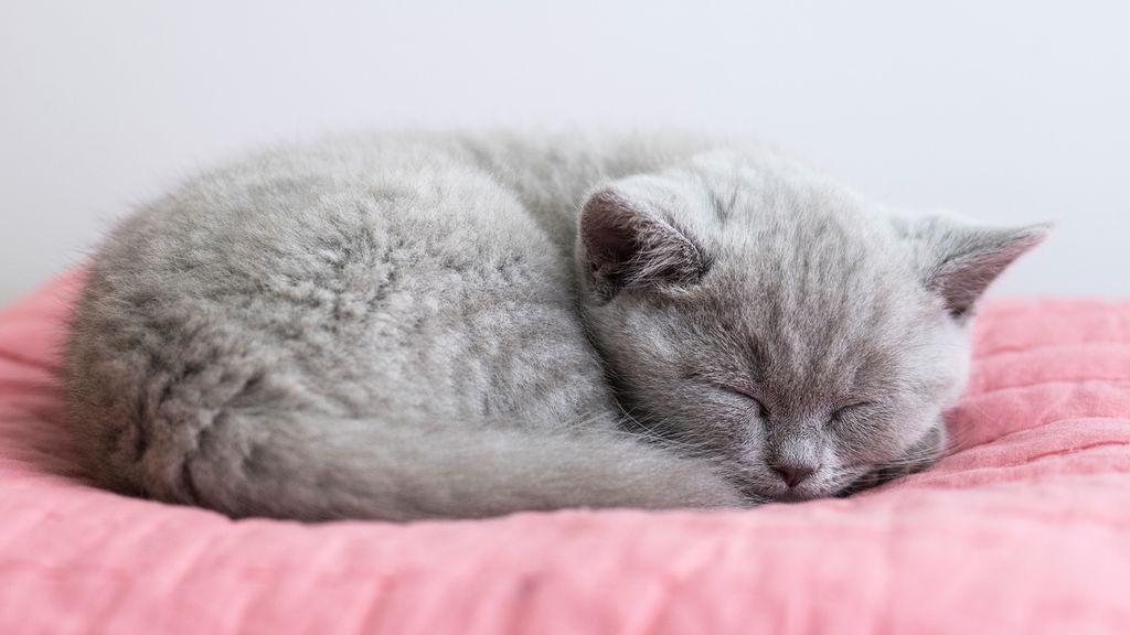 100+ female cat names to help you choose | PetsRadar