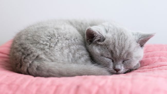 100+ female cat names to help you choose | PetsRadar