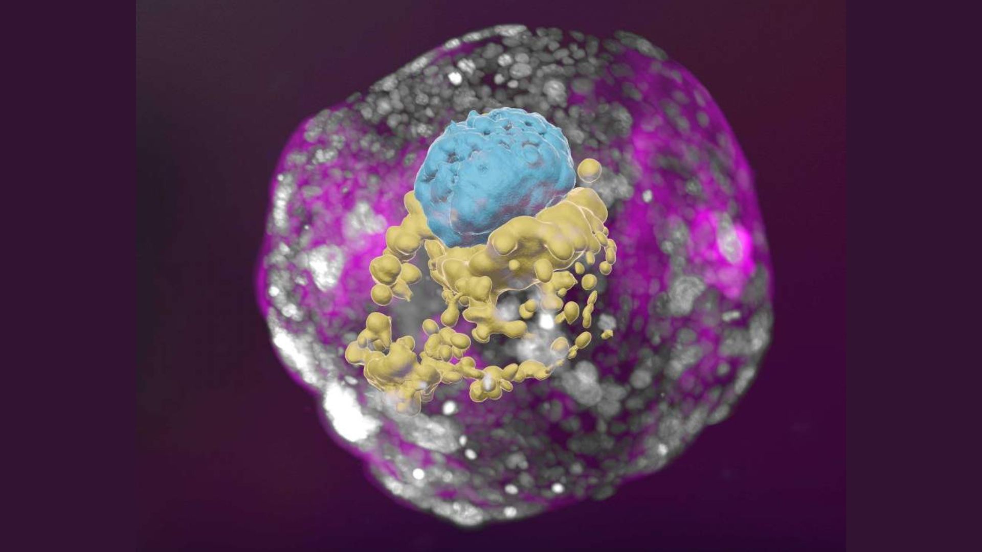 Most advanced lab-made human embryo models look like the real thing ...
