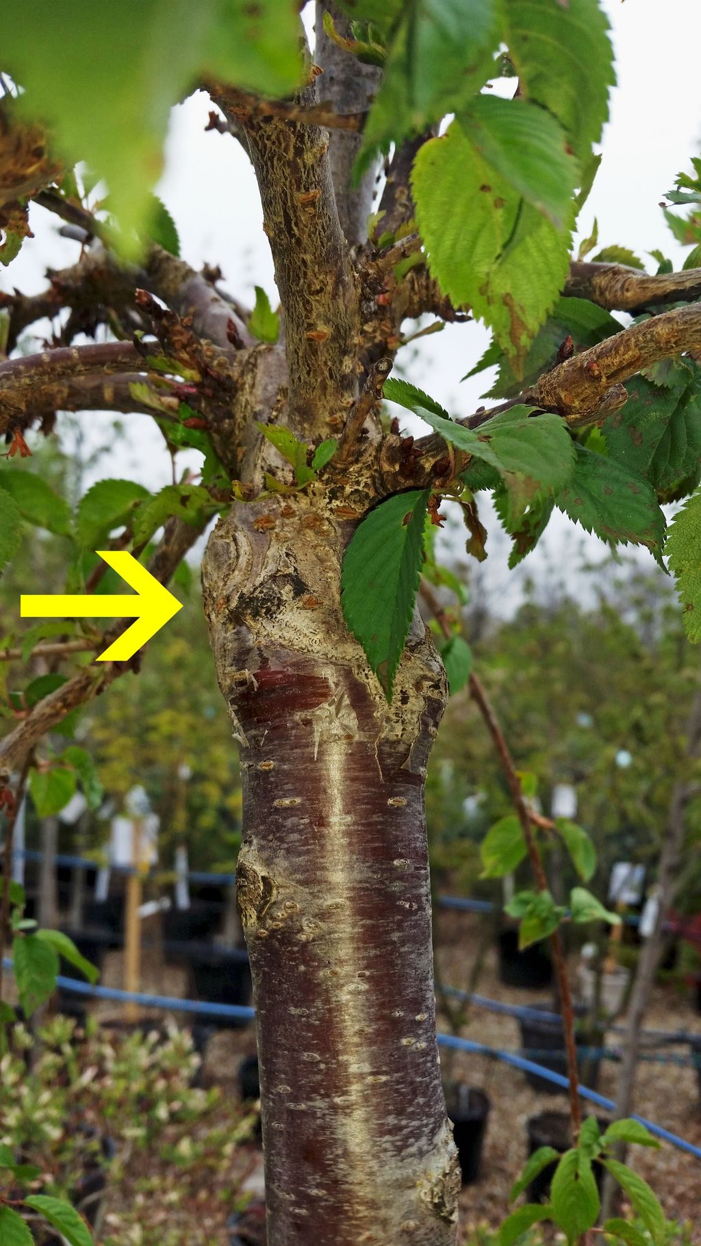 Graft Union Formation - Learn About Graft Collar Suckering And Its ...