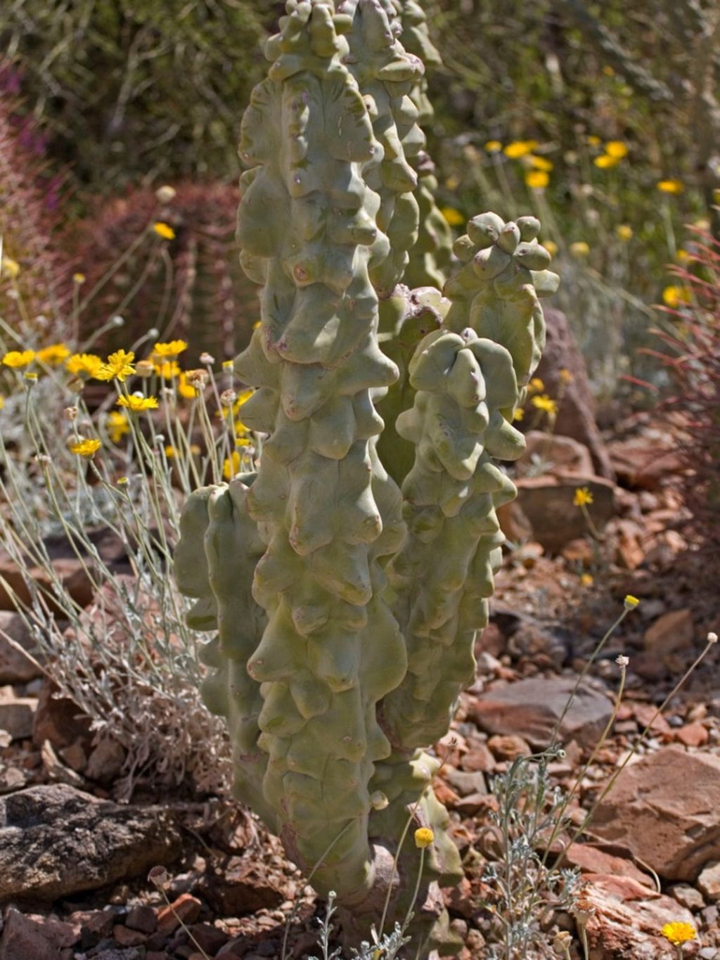 Totem Pole Cactus Care - How To Grow Totem Pole Cactus Plants ...