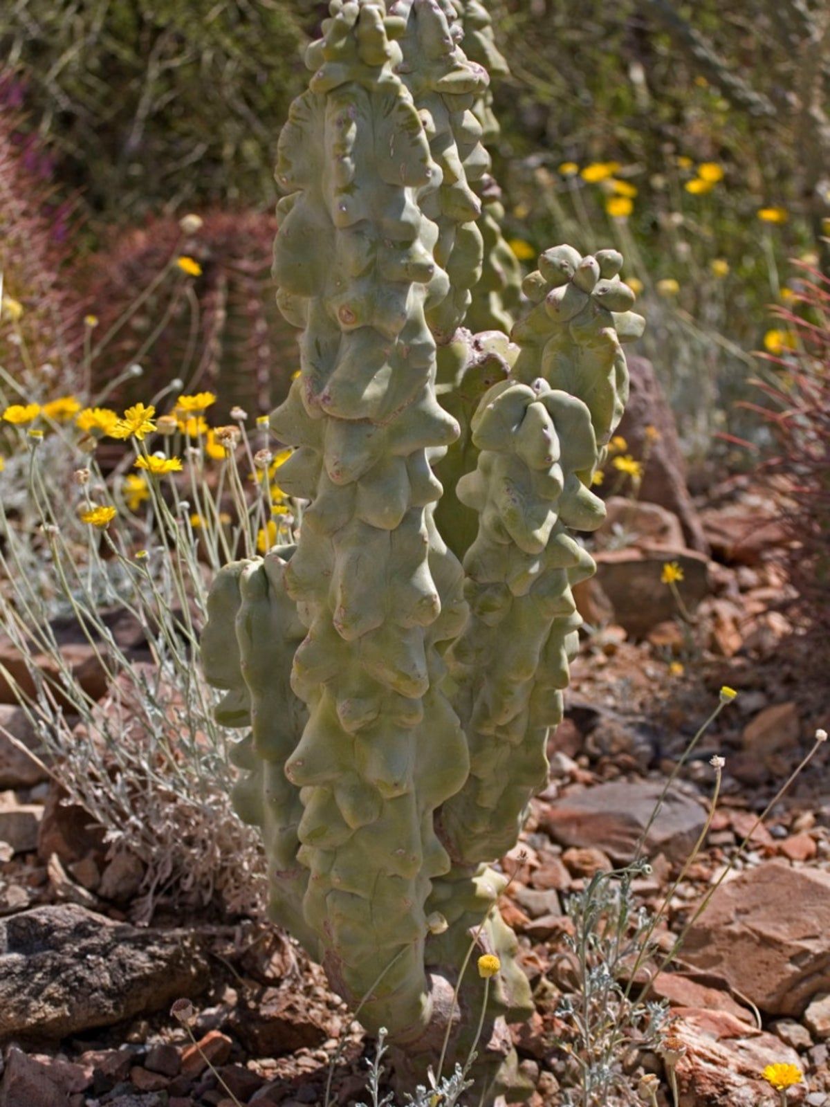 Totem Pole Cactus Care - How To Grow Totem Pole Cactus Plants ...