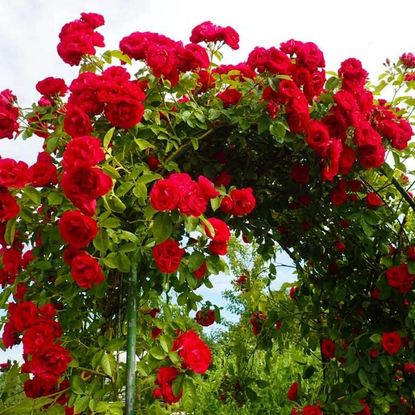 How to Plant and Grow Climbing Roses for Pretty Privacy — It's Time to ...