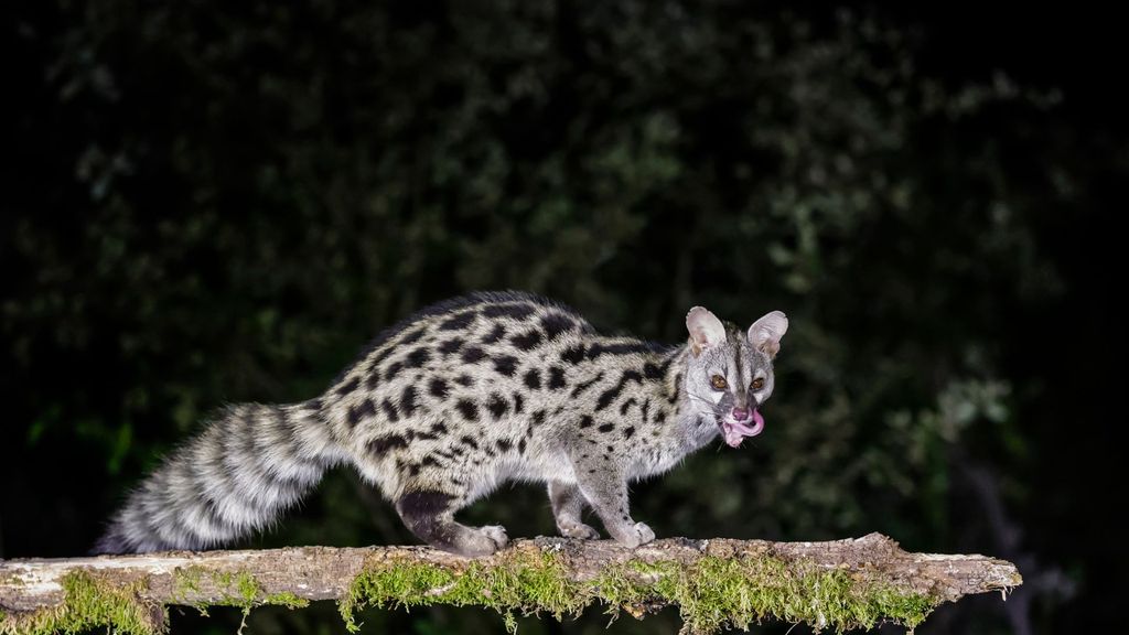 32 of the most unusual pets ever owned | PetsRadar