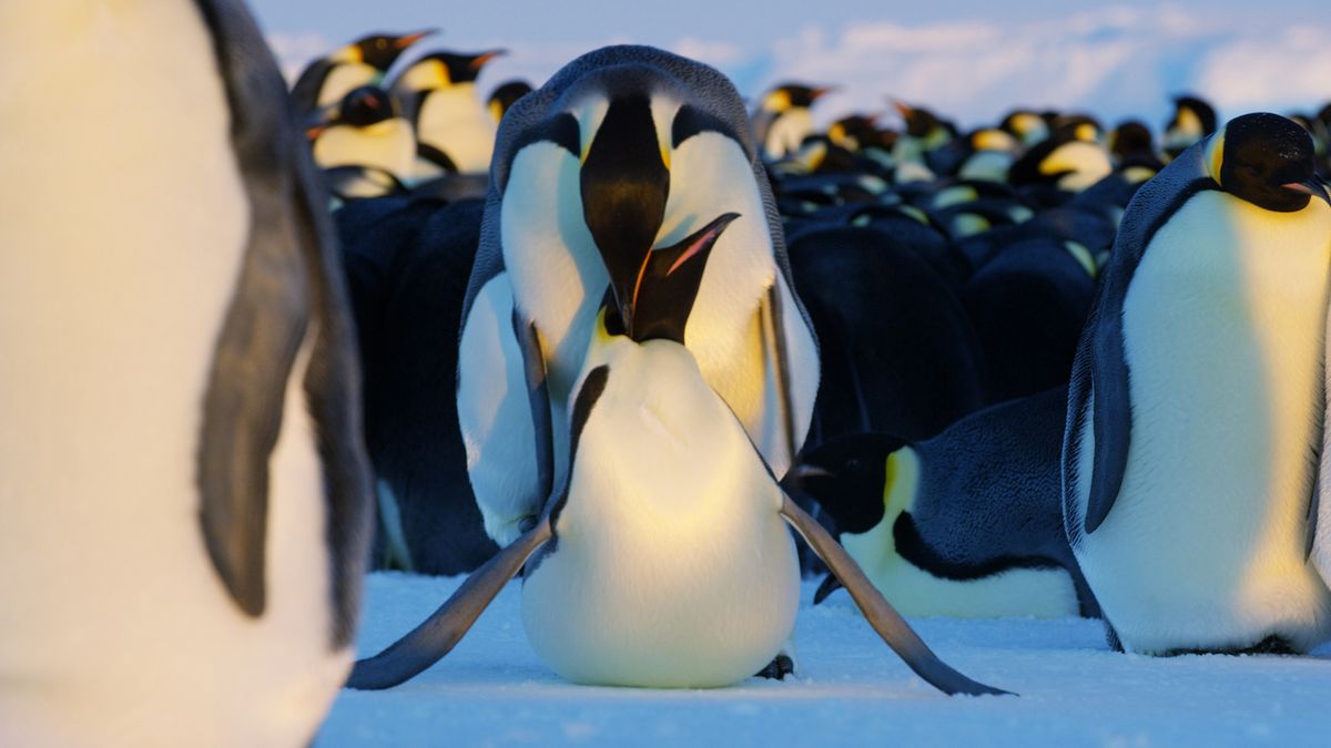 In Photos: The Emperor Penguin's Beautiful and Extreme Breeding Season ...