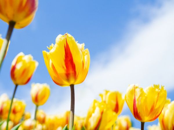 Bulb Plant Types: What Are The Different Types Of Bulbs | Gardening ...