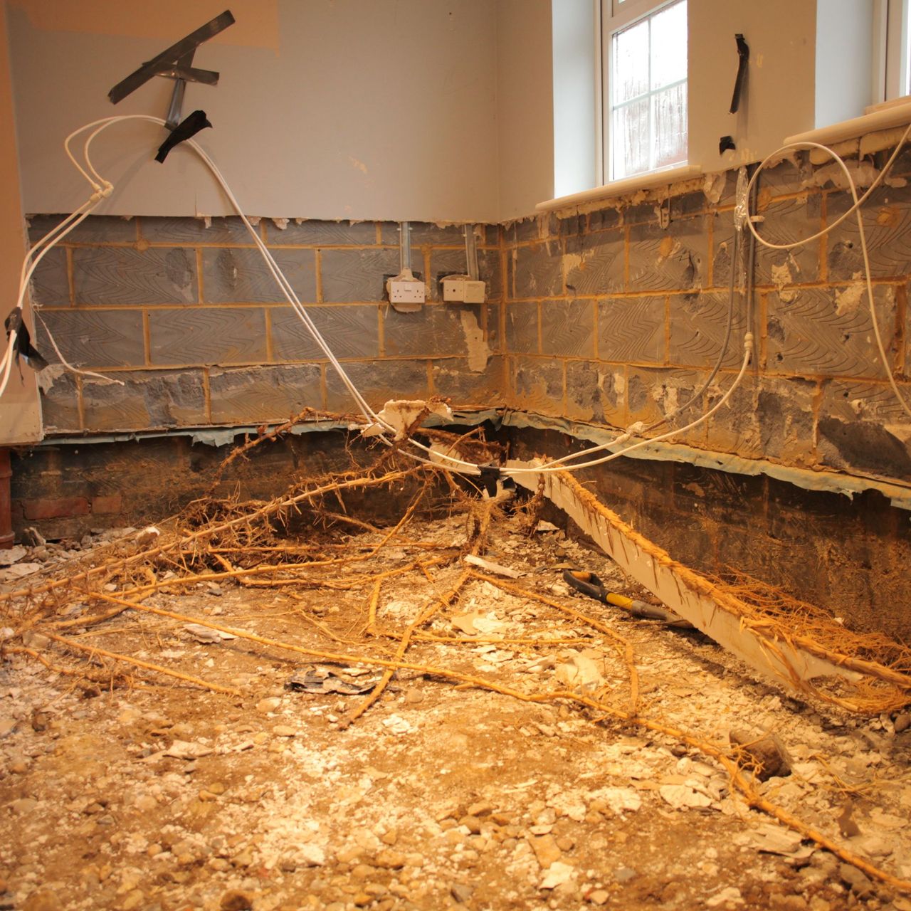 What to do if you have invasive bamboo - How to spot the signs, who to ...