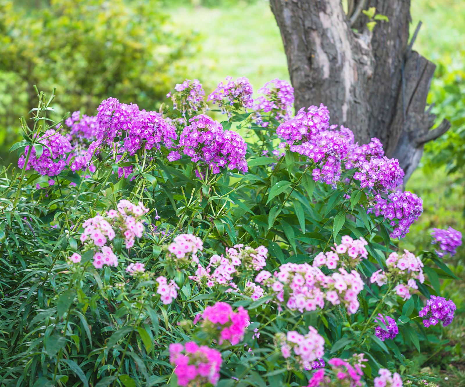 How To Grow Garden Phlox For Plumes Of Fragrant Flowers Gardening