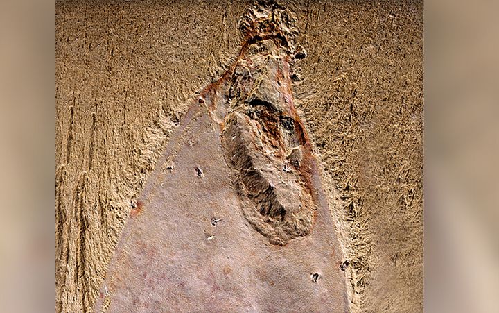 These Bizarre Sea Monsters Once Ruled the Ocean | Live Science